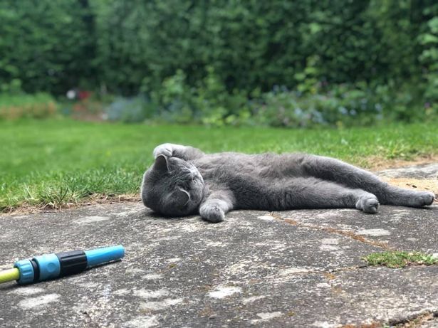 Pemilik sedih kucing kesayangan mati selepas hilang 3 hari, ditemui ...