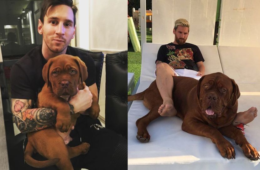 Lebih besar daripada tuan! Anjing Messi, 'Hulk' turut jadi tumpuan ...