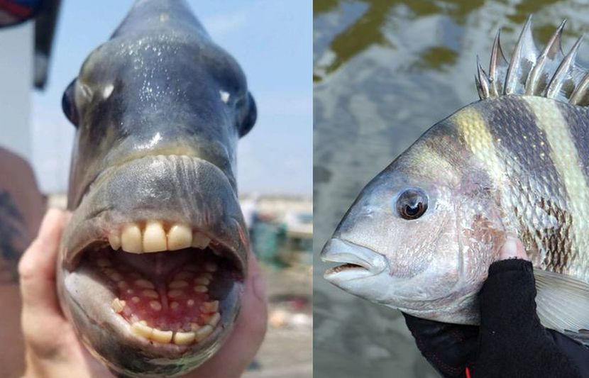 Rezeki kaki pancing, ikan dengan ‘gigi manusia’ jadi perhatian ramai ...