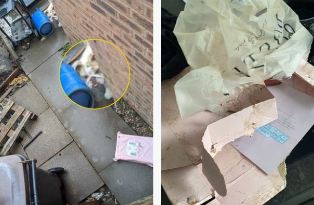 Tiga gaun Hermes koyak rabak angkara Cookie Monster - Dunia | mStar