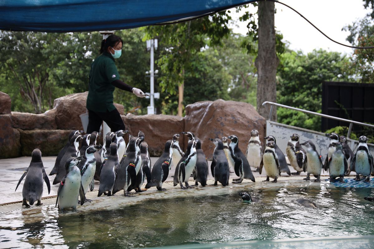 Penguin di Zoo Thailand murung sebab rindukan manusia. Hati ini hanya ...