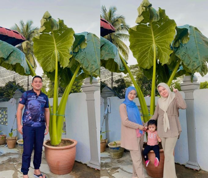 Misi ambil keladi gergasi idaman mak di hutan paya nyaris gagal walau ...