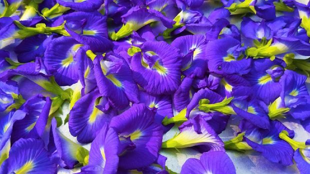 Cantik, banyak kegunaan... apa kata cuba 4 langkah mudah tanam bunga ...