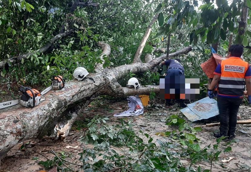 Ajal ketika memancing... warga emas maut dihempap pokok tumbang - Semasa | mStar