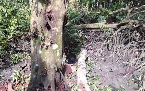 Pekerja pembersihan maut dihempap pokok tumbang - Semasa | mStar