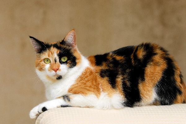 Memang ‘rare’ kalau jumpa kucing Calico jantan! Tapi apa sebabnya? - I ...