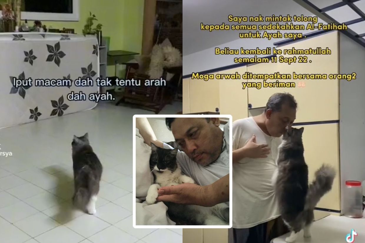 Sedih tengok Ciput tercari-cari tuan kesayangan... Rupanya pakcik ‘train’ kucing menari sebelum ...
