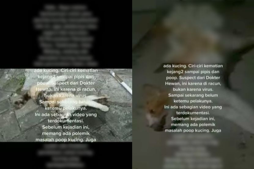Gempar puluhan kucing mati diracun, diserang sawan - Dunia | mStar