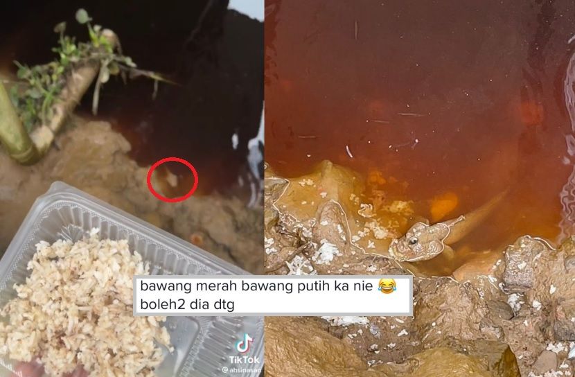 Bawang Merah zaman TikTok! Tercengang tengok ikan belacak muncul tiap ...