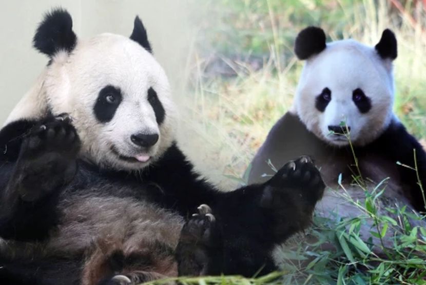 Gagal hasilkan zuriat sejak 12 tahun lalu, pasangan panda dihantar ...