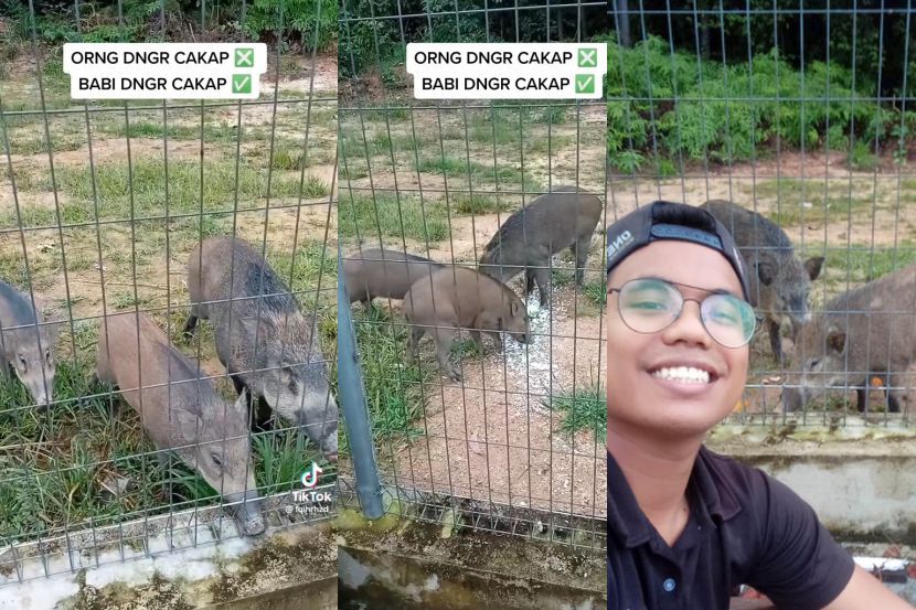 “Keluar rumah, babi-babi ni muncul” - Beri makan sebab jinak, pemuda ...