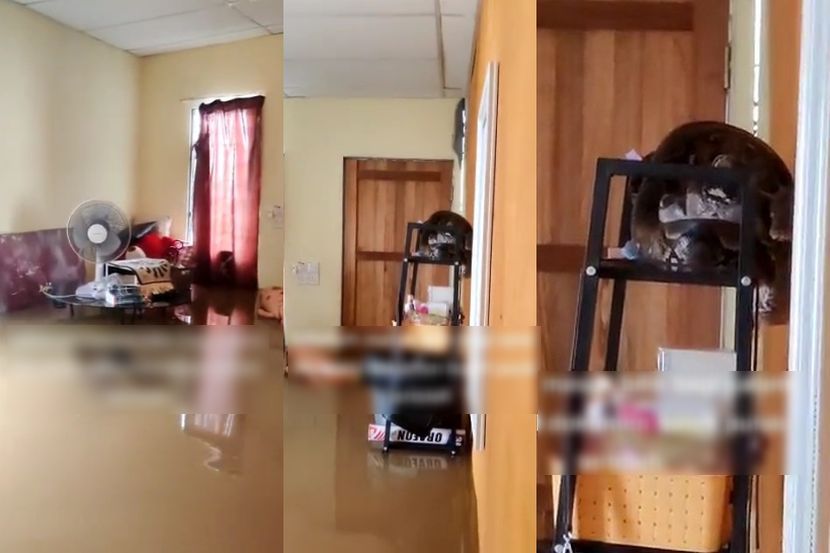 Masuk bilik banjir beri salam, tergamam si batik menyerupai helmet ...