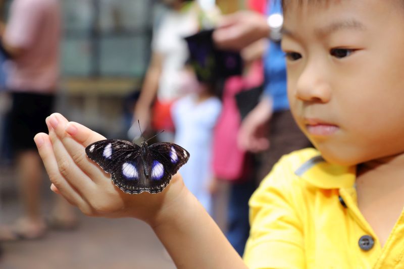 1,500 rama-rama dilepaskan di Kuala Lumpur, ketahui kepentingan haiwan ...