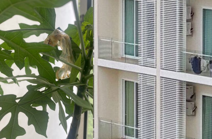 Selesai berjimak, lempar kondom luar tingkap! Penghuni rumah bawah ...