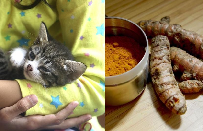 Cara hilangkan kutu kucing dengan cepat... Wanita kongsi kaedah ...