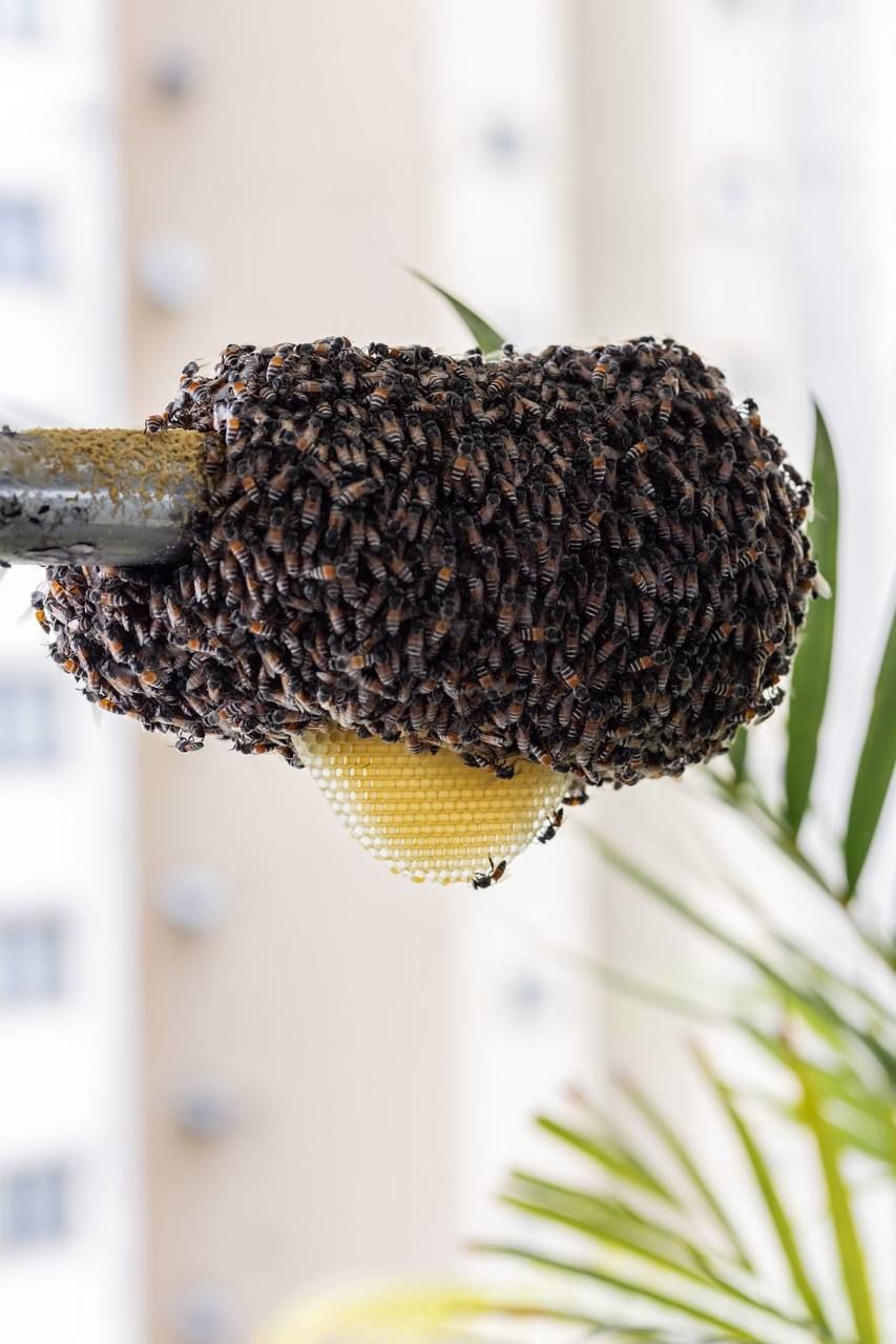 Rajin bekerja, binaan hebat dengan corak heksagon... Wanita serba salah ...