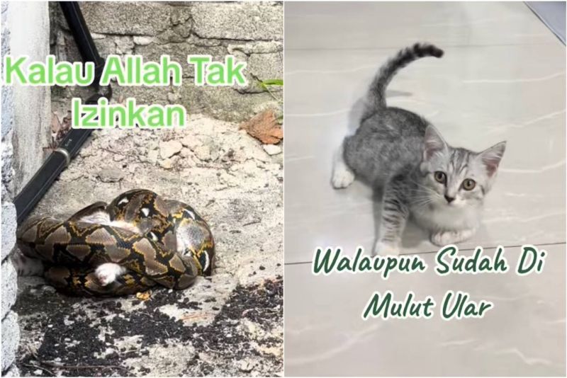 Hujung nyawa tapi belum ajal! Kucing di mulut ular terselamat dari ...