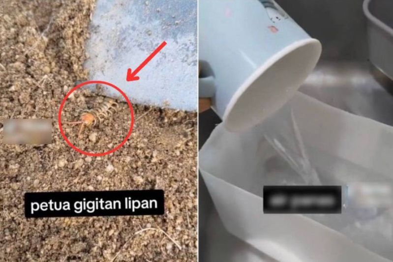 ‘Azab’ digigit lipan sukar diungkap! Jangan panik, guna cara ini untuk bantu kurang rasa sakit ...