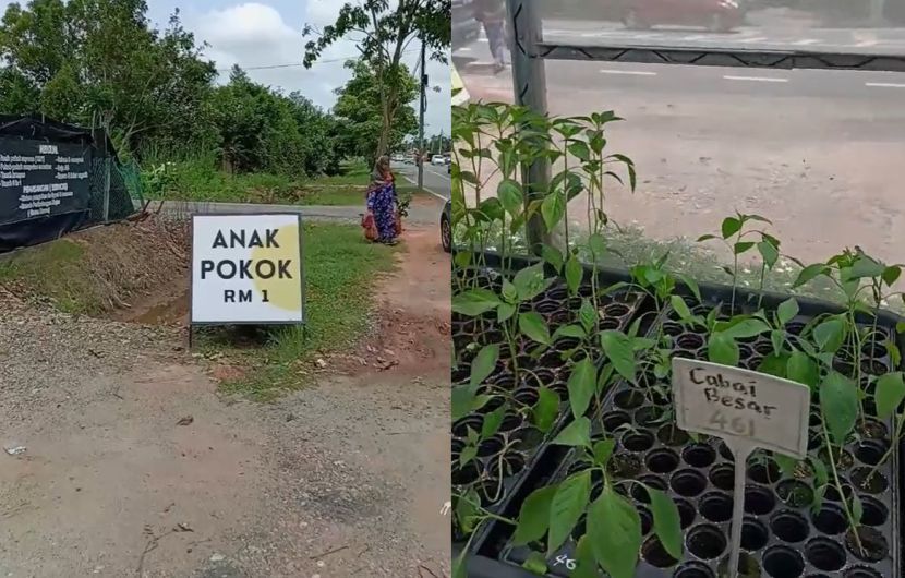 Jangan tak jumpa jalan keluar! Nurseri jual anak pokok RM1, dah boleh mula hobi berkebun - I ...