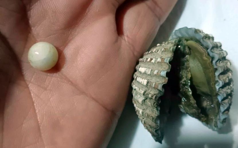 Lelaki terkejut jumpa mutiara putih bersinar dalam kerang, mahu jadikan ...