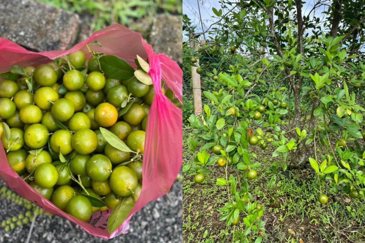 Limau kasturi berbuah sepanjang tahun! Wanita kongsi cara buat baja ...