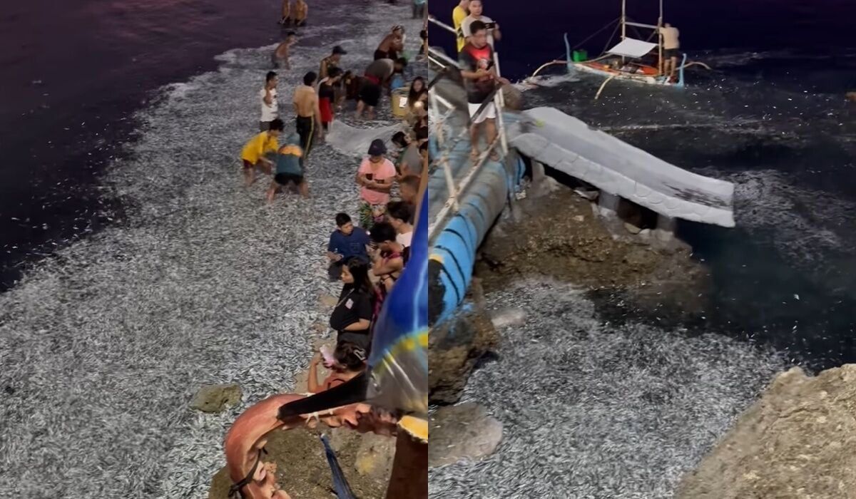 Gempar ikan terdampar di pantai! Ada yang anggap rezeki, ramai juga ...