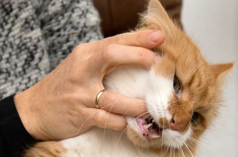 Penjagaan mulut kucing... Anda perlu tahu 5 info penting ini! Jangan ...