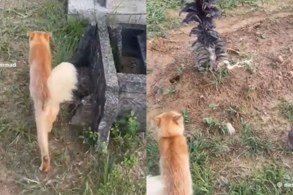 Oyen tak pernah salah kubur, siap ‘iring’ ke pusara Tok Ma... Rupanya ...