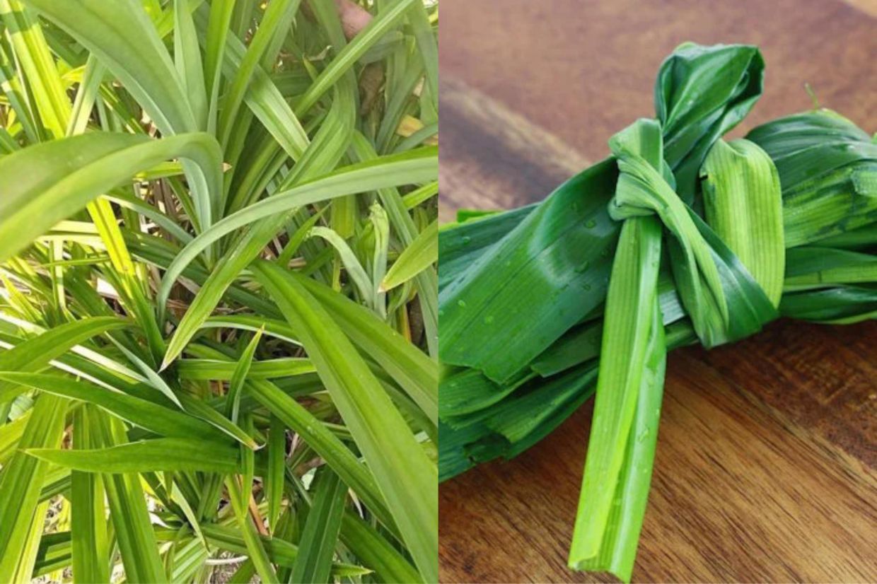 Beli seikat daun pandan tapi tak habis guna, jangan buang! Ikut cara ...
