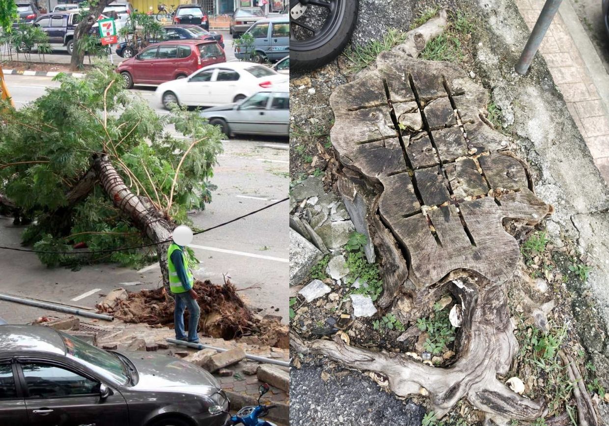 Tak perlu racun! Kontraktor ajar cara mudah ‘matikan’ pokok besar, tak ...