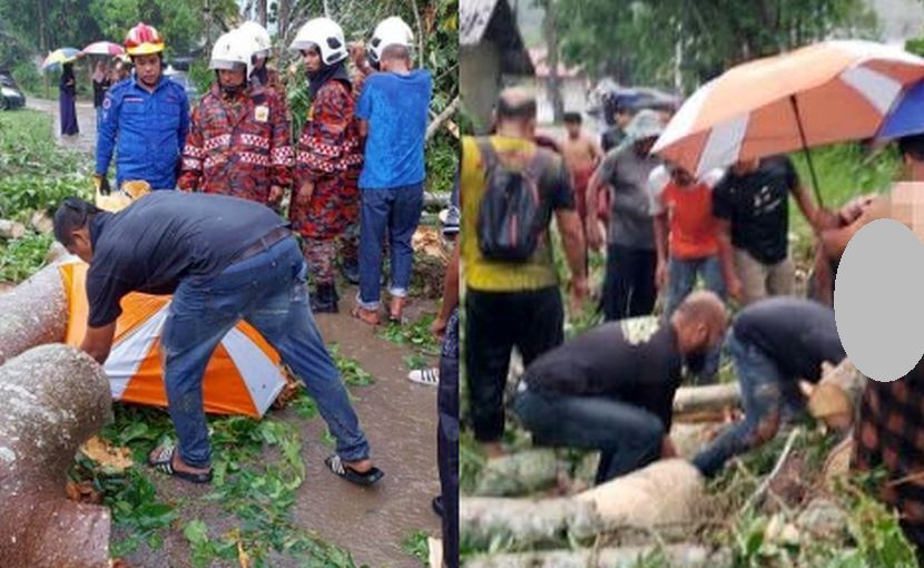 Sayu! Warga emas maut dihempap pokok tumbang berhampiran rumah - Semasa | mStar