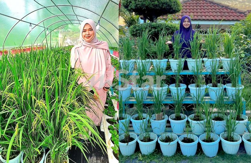 Sekali tuai dapat 3.4kg, wanita ini berjaya tanam padi dalam pasu! Beli ...