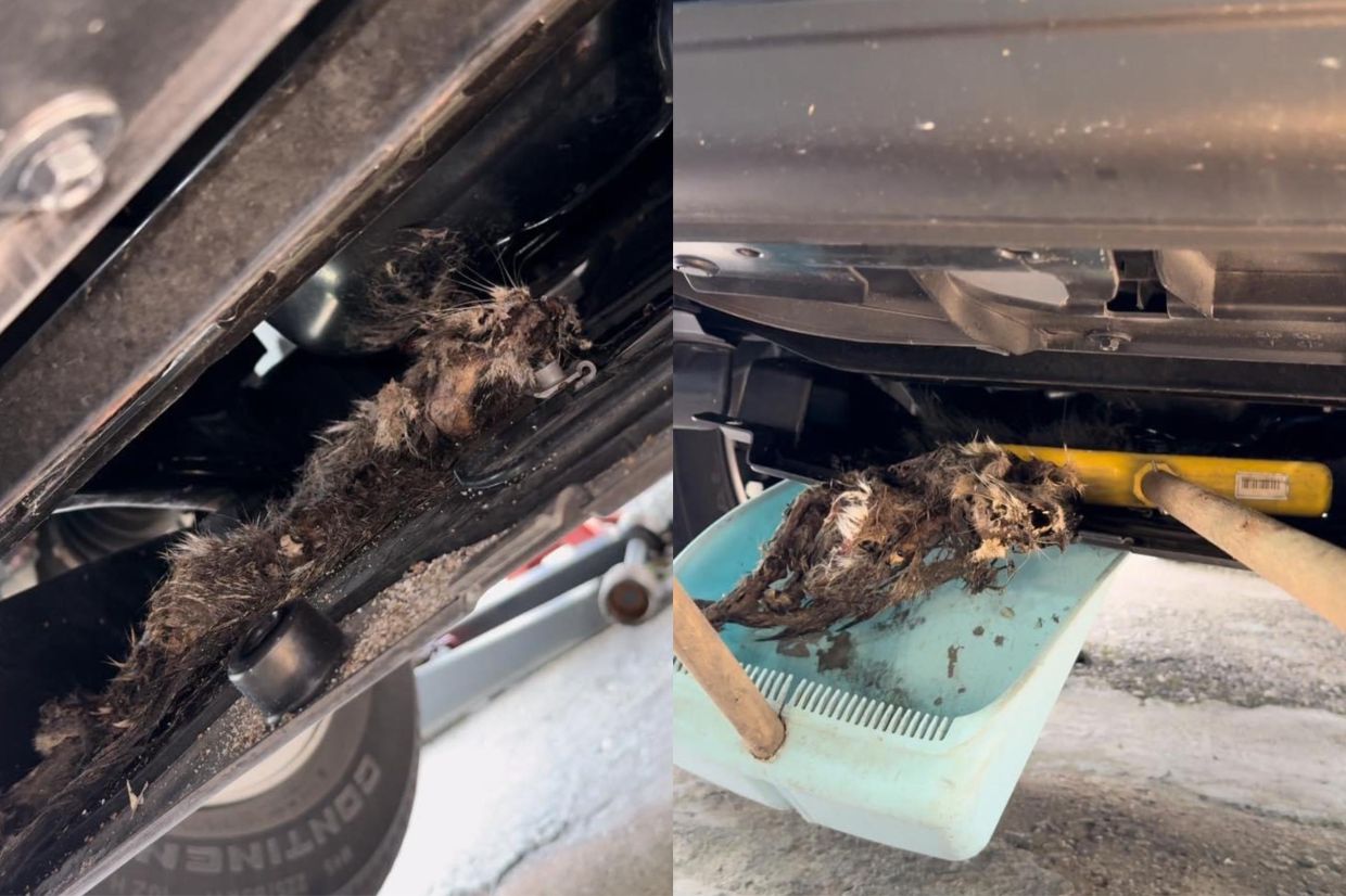 Pemilik kenderaan selalu tak sedar, kerap jadi kes haiwan mati dalam ...