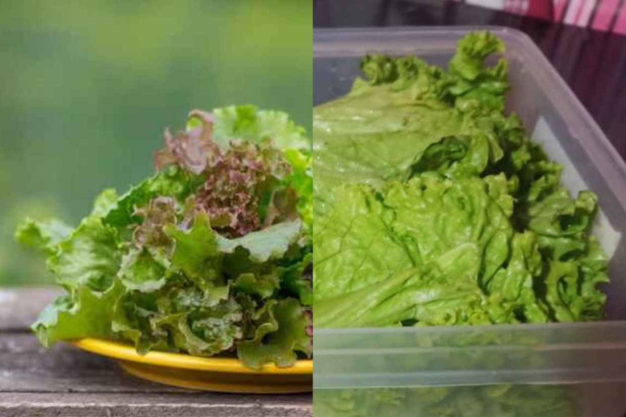 Tiga minggu pun masih segar... Baru tahu begini cara betul simpan salad ...