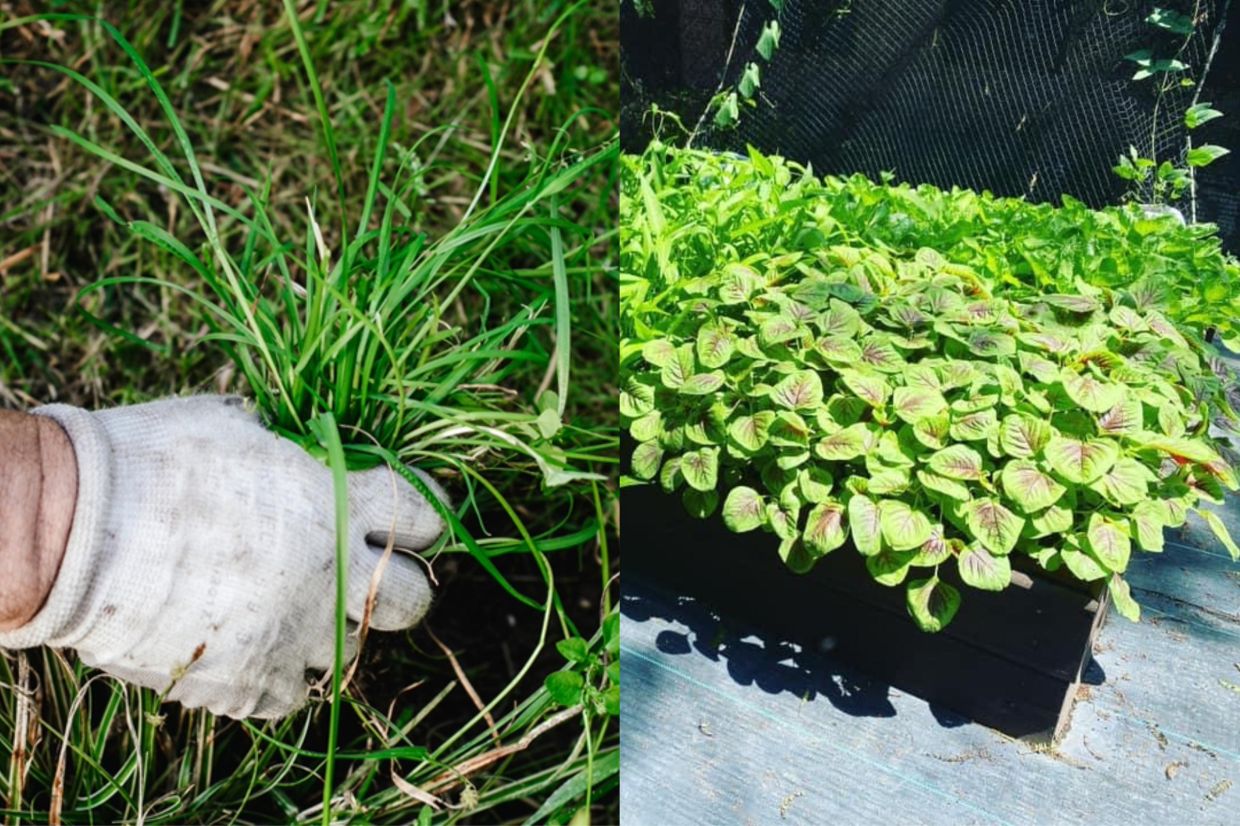 Puas hati tengok tanaman segar, sayur gemuk-gemuk... Rupanya ikut cara ...