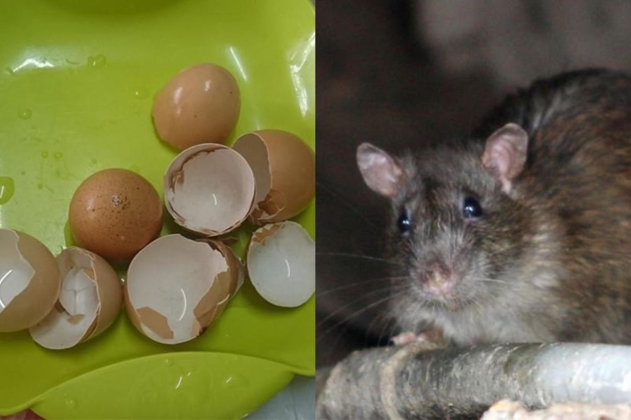 Tak perlu bazir duit beli racun, cuba saja petua kulit telur! Tikus tak ...