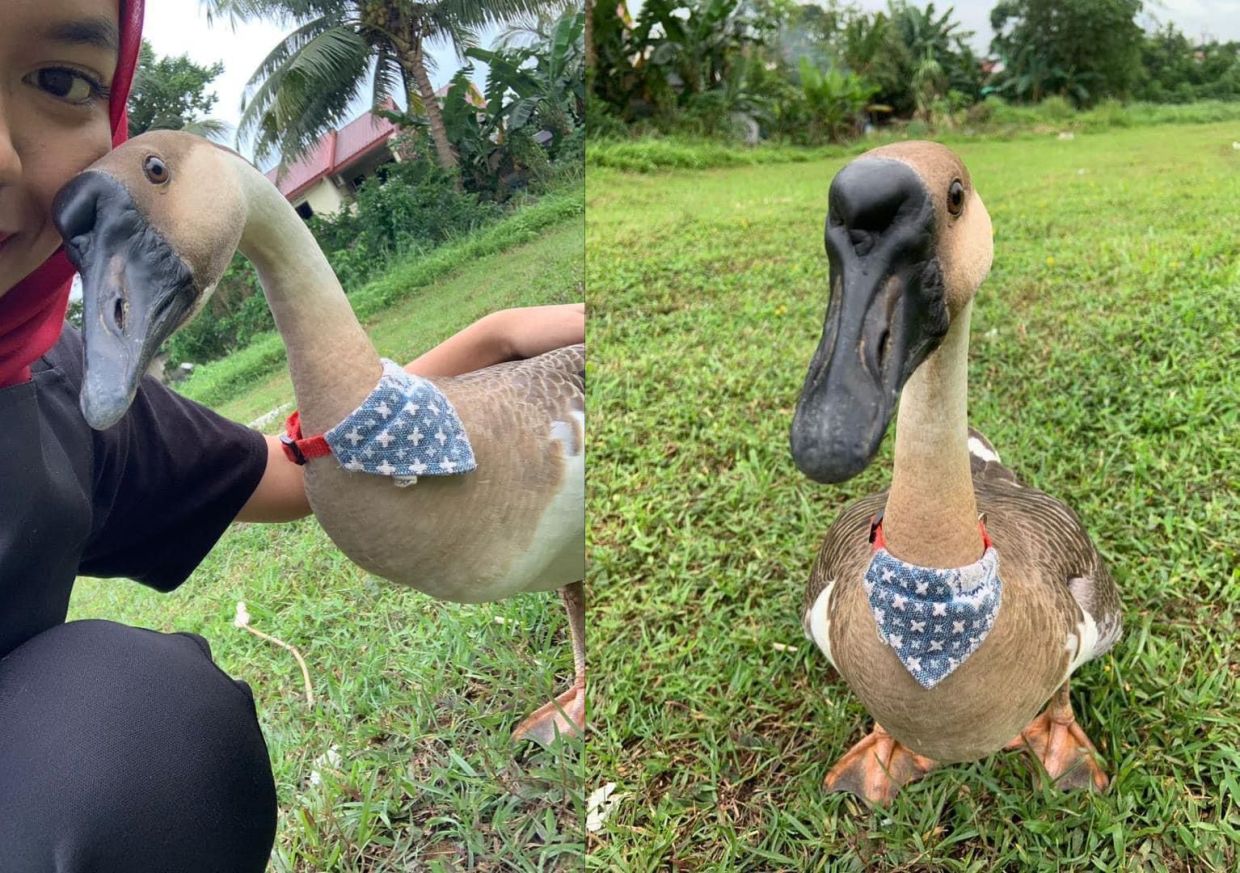 Angsa kesayangan tak balik rumah, penantian berakhir selepas pemilik ...