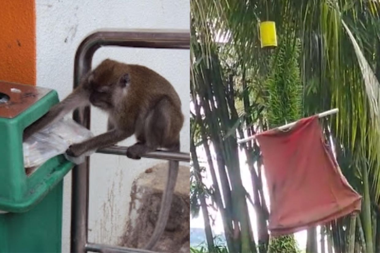 Tak perlu baling mercun, DIY saja alat khas penghalau monyet! Selesai ...