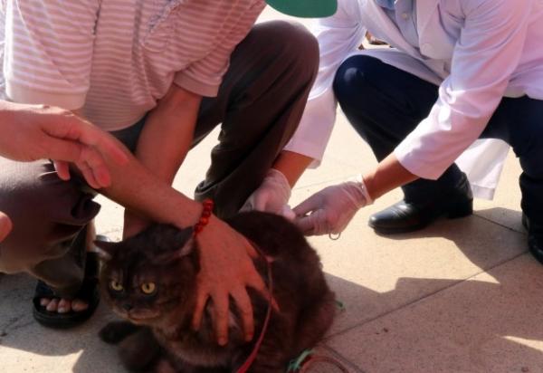 Wanita maut dicakar kucing peliharaan, si bulus makin agresif lepas ...