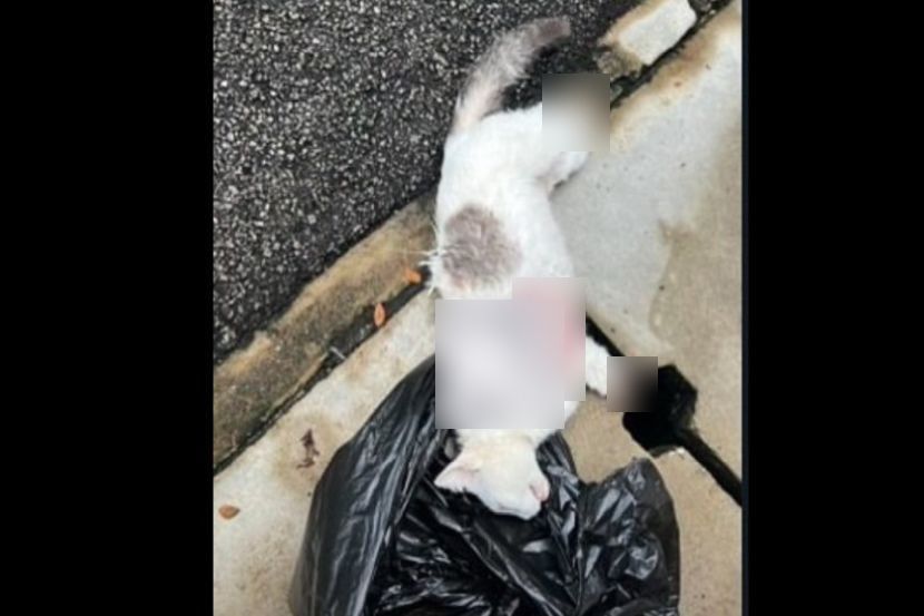 Kes kucing mati di UM: Polis buka kertas siasatan, rakam keterangan ...