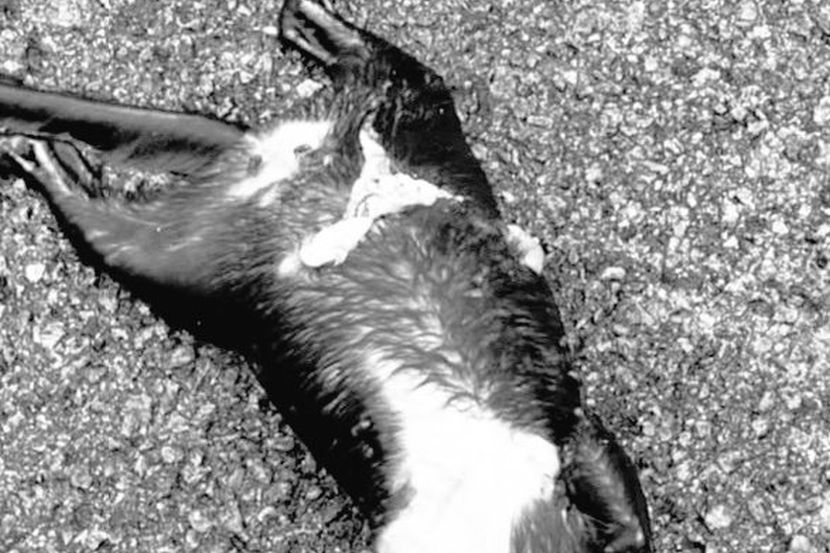 Gempar bangkai anjing, kucing pula ditemukan di UM - Semasa | mStar