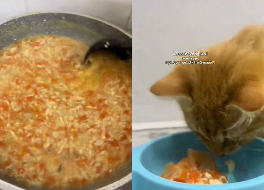 Jimat banyak! Pemilik kucing boleh masak ‘wet food’ untuk si bulus ...