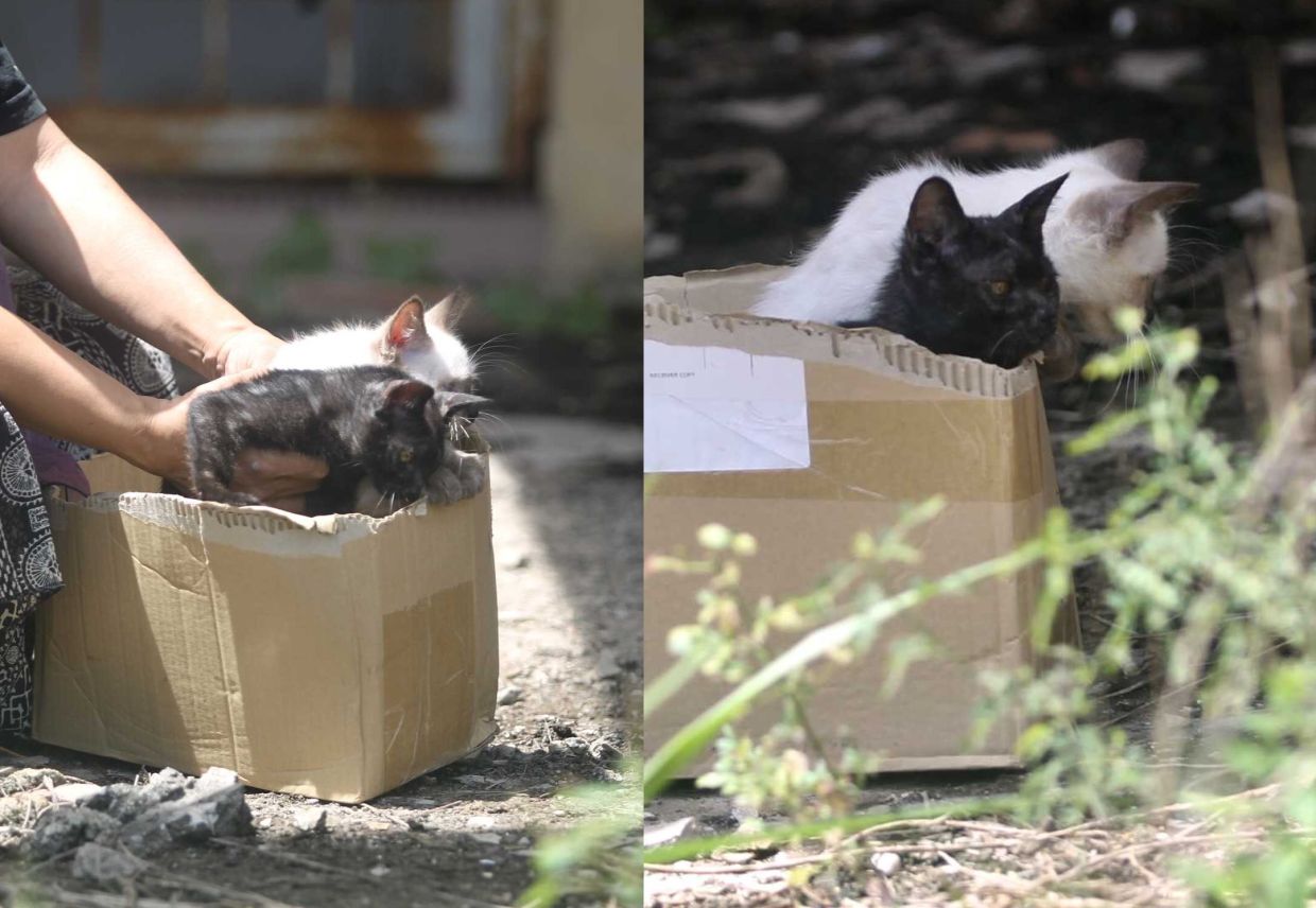 Individu dikhianati keluarga sendiri, tergamak buang 2 kucing ...