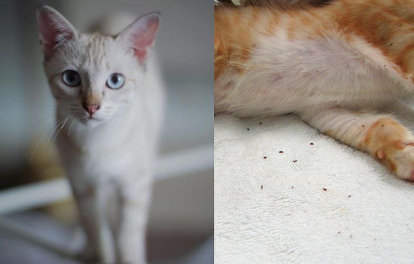 Kucing indoor pun boleh dijangkiti kutu... Ini punca-punca, cara ...