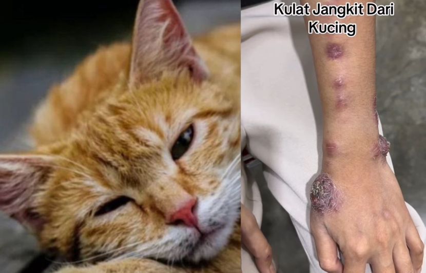 Abai cakaran, gigitan kucing berpenyakit… Anda mungkin terkena ...