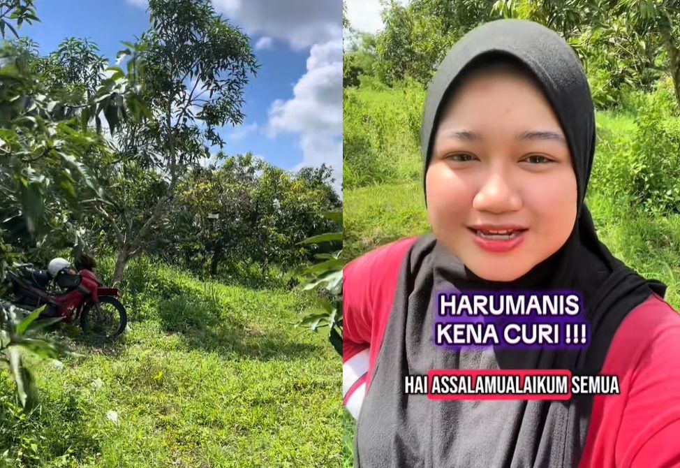 Peniaga 'gigit jari' hampir 40kg Harumanis dicuri di kebun, terpaksa ...