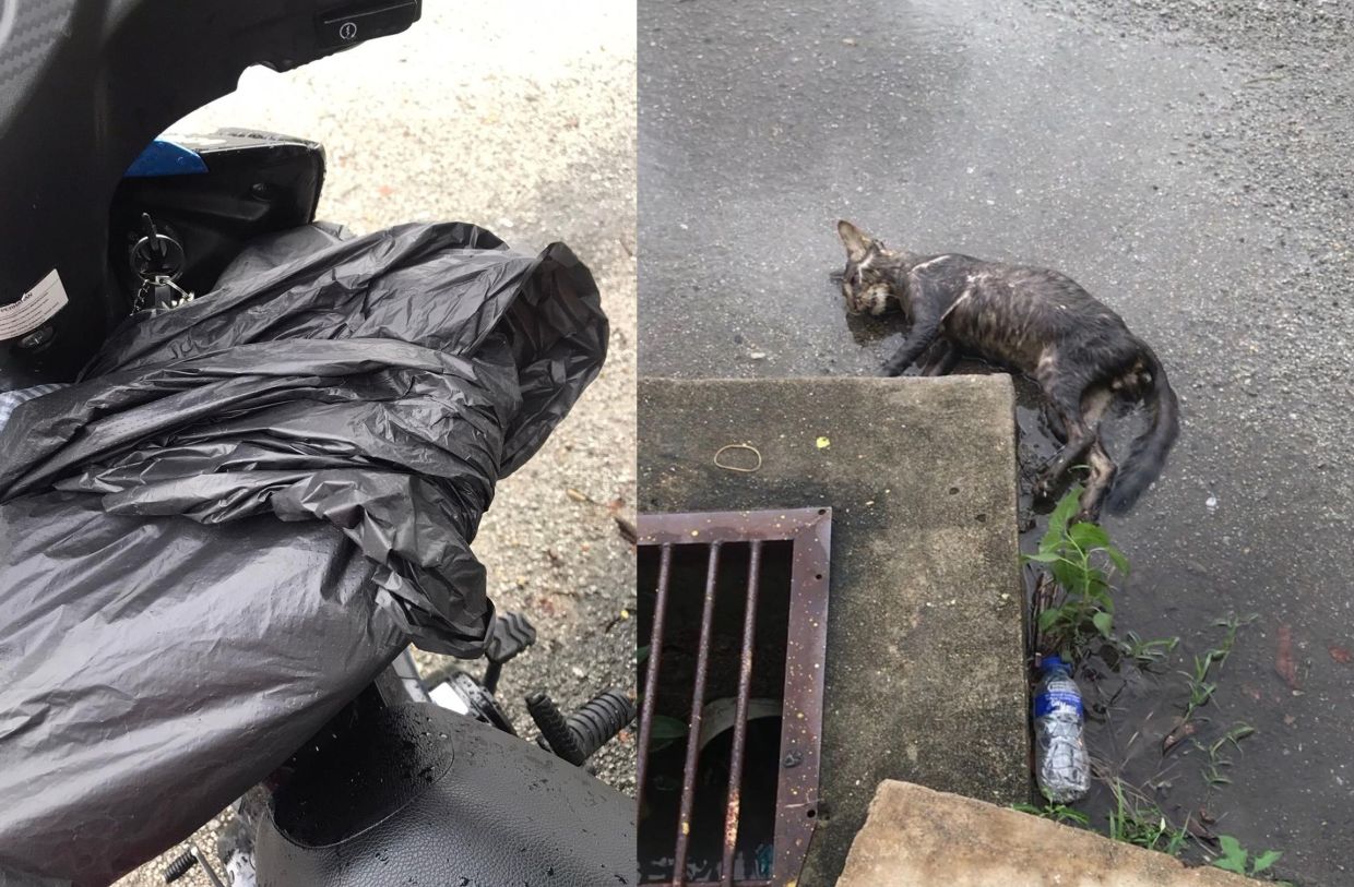 Hujan lebat, tak sampai hati nak biar... Wanita bawa balik bangkai ...