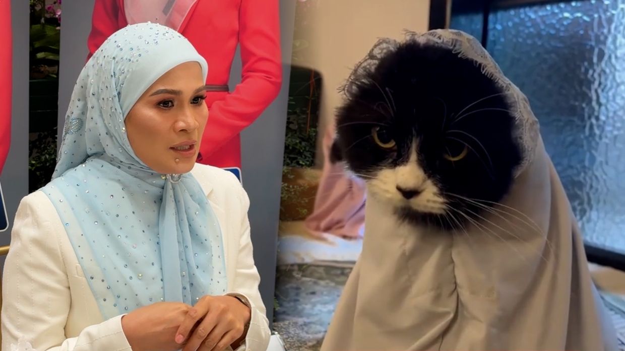 Dah anggap kucing macam anak, Haliza Maysuri tak berkira siap hadiahkan ...