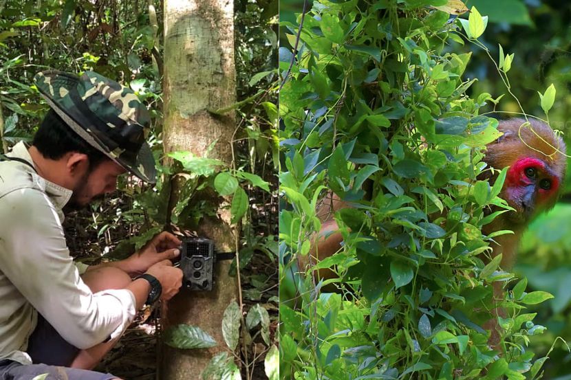 [V] Usaha 2 tahun redah hutan berhasil... Beruk kentoi kini dah tak ...