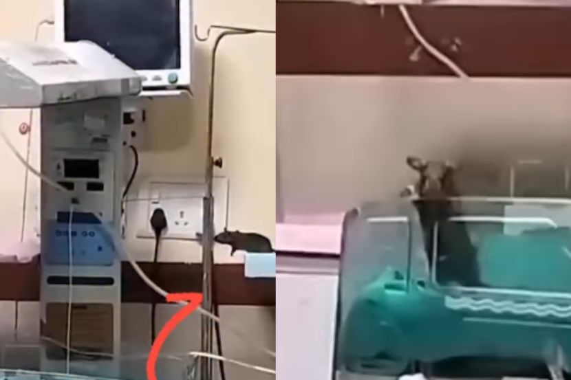 [V] 2 bayi dalam wad digigit tikus, seorang meninggal dunia ...